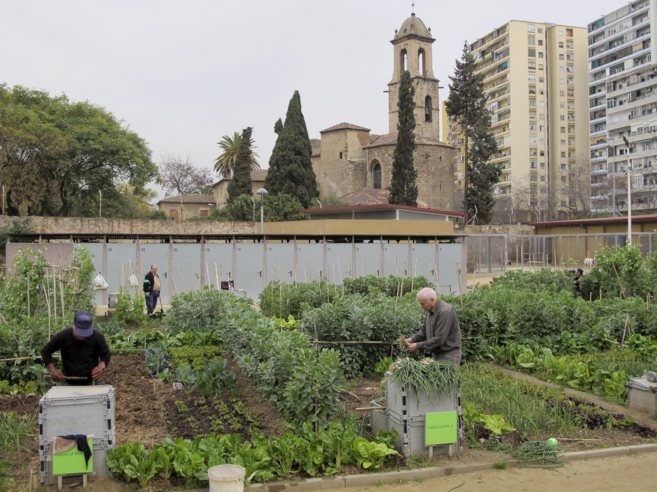 Ejotes urbanos | Por Cliff Olin – Página Salmón